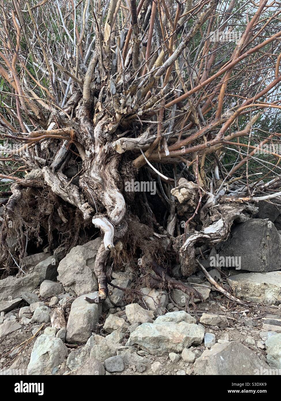 Gnarly tree hi-res stock photography and images - Alamy