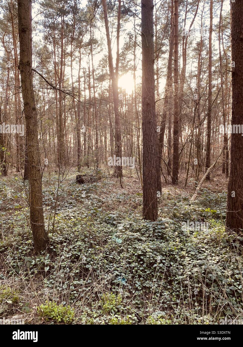 Tree of enlightenment hi-res stock photography and images - Alamy