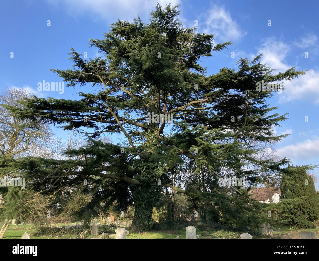 Sheltering tree hi-res stock photography and images - Alamy