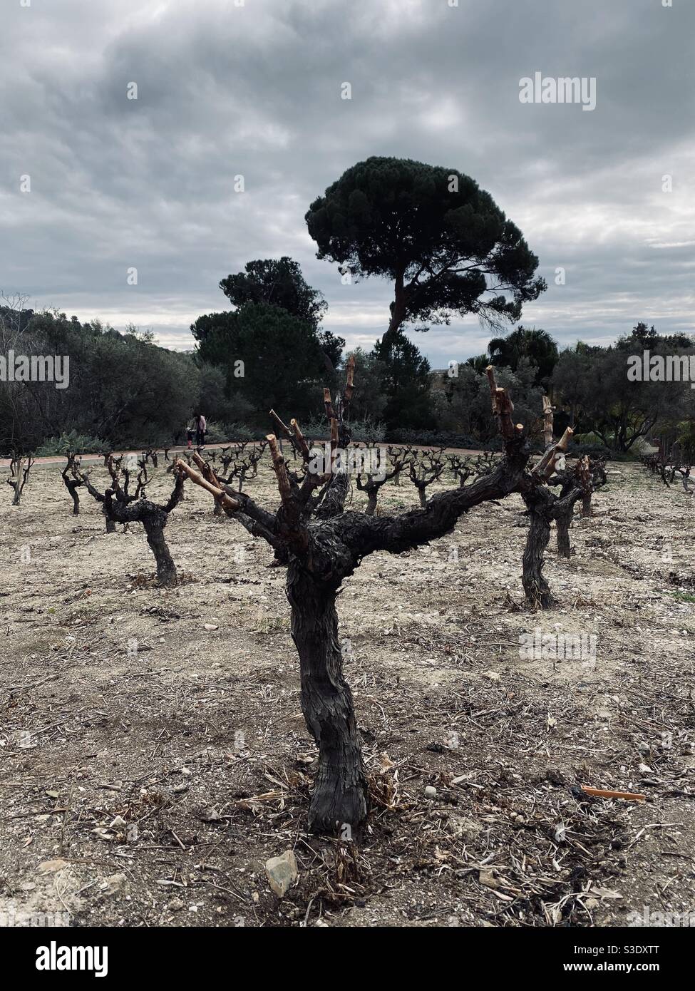 Tree field dark hi-res stock photography and images - Alamy