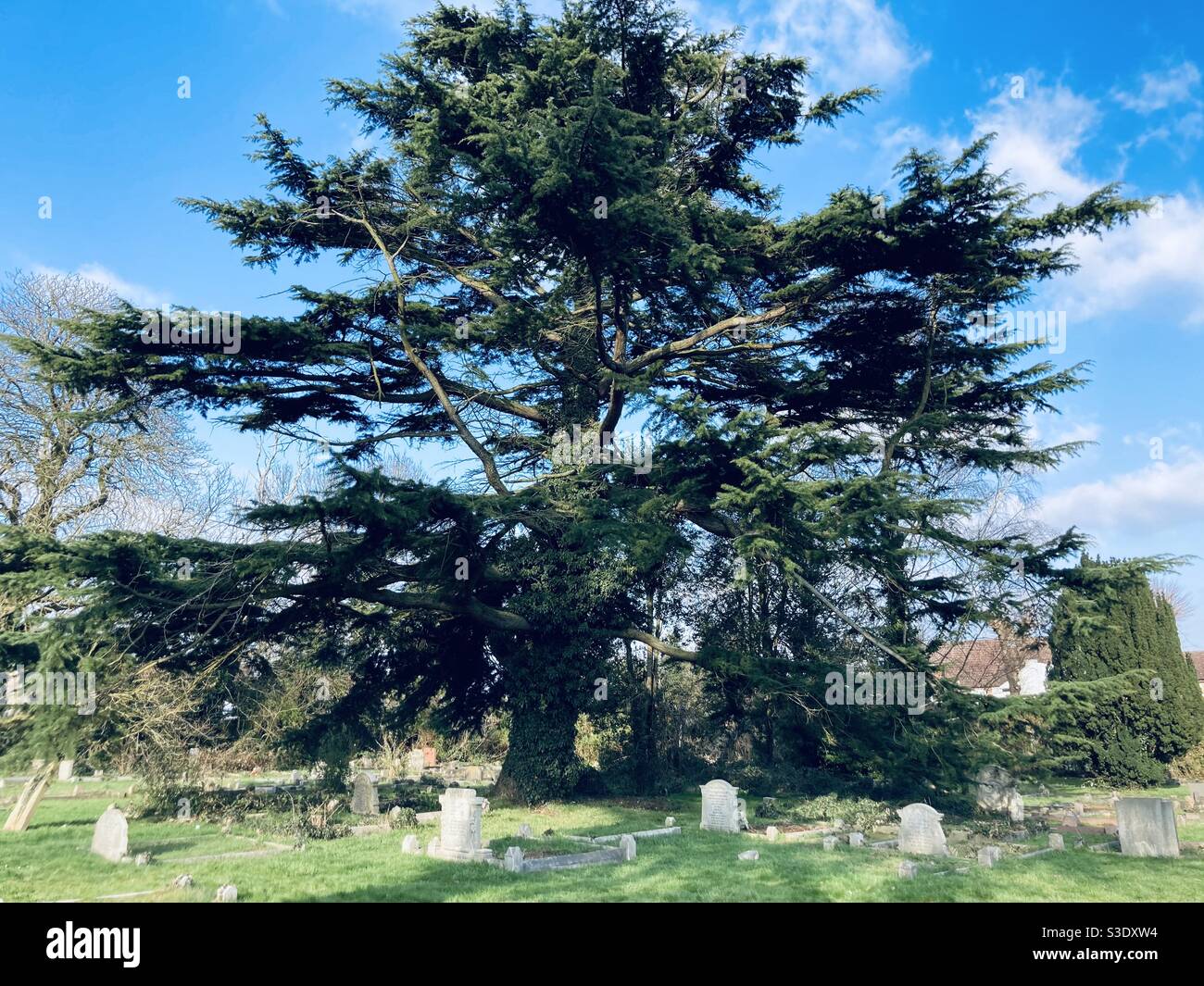 Tree Graveyard High Resolution Stock Photography and Images - Alamy