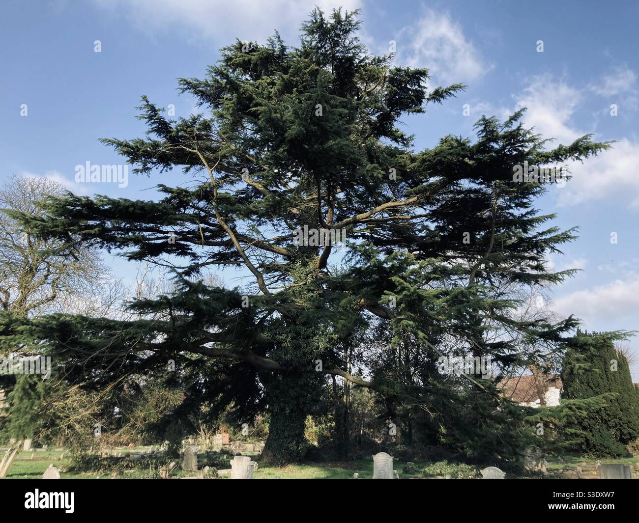 Sheltering under tree hi-res stock photography and images - Alamy