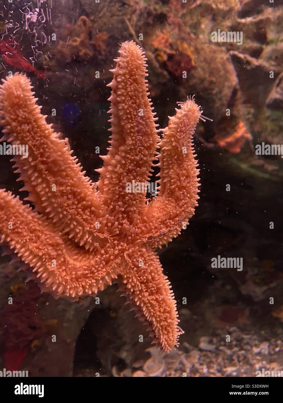 Orange seastar hi-res stock photography and images - Alamy