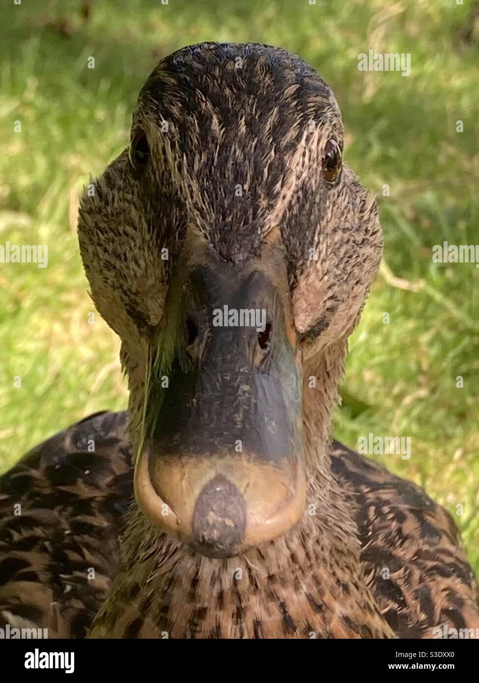 Duck head hi-res stock photography and images - Alamy
