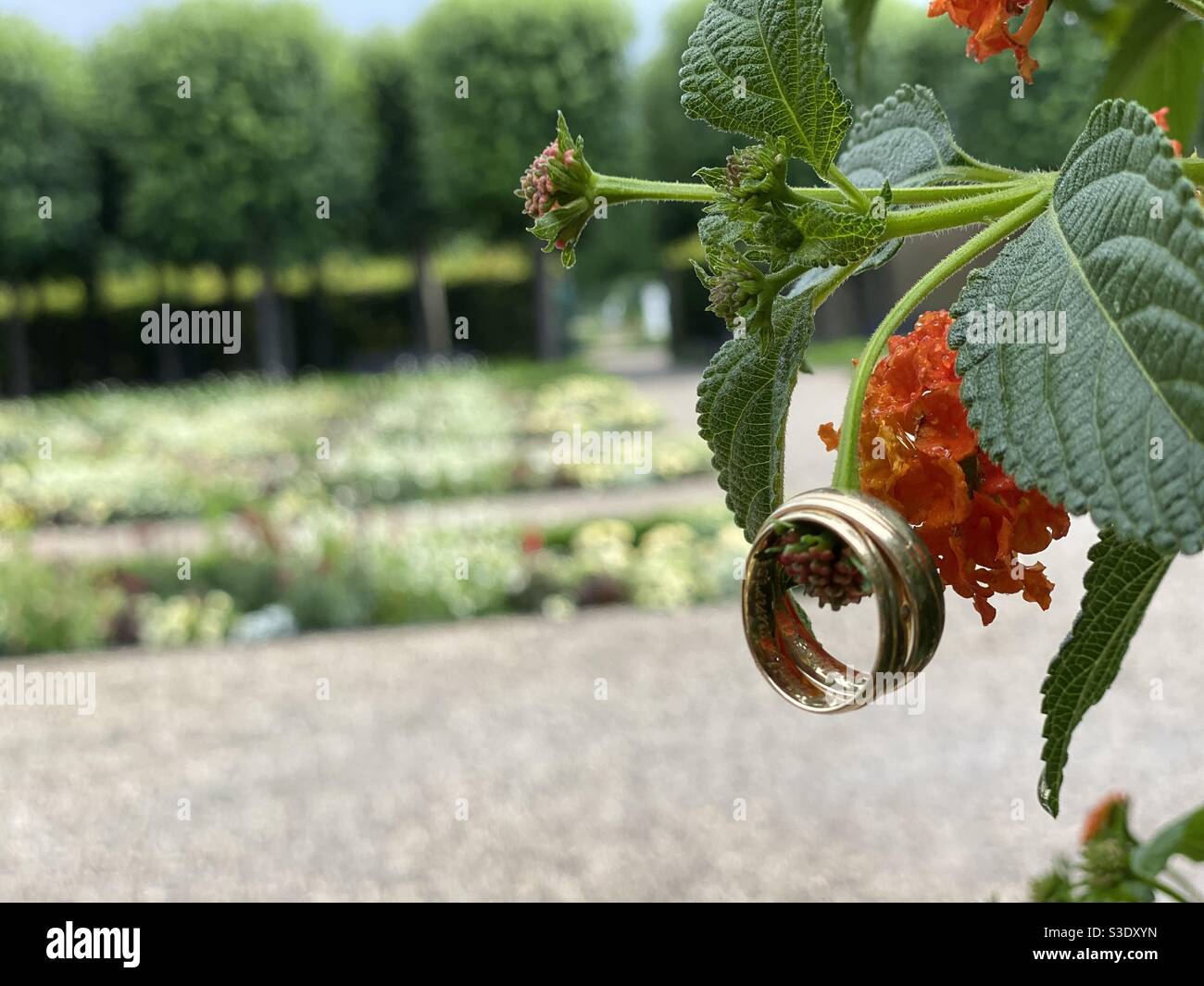 Ring on flower hi-res stock photography and images - Alamy
