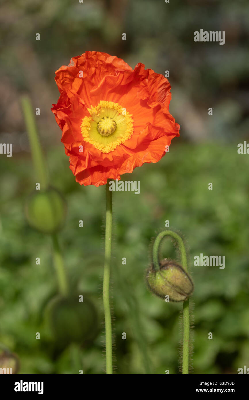 Greenhouse poppy hi-res stock photography and images - Alamy