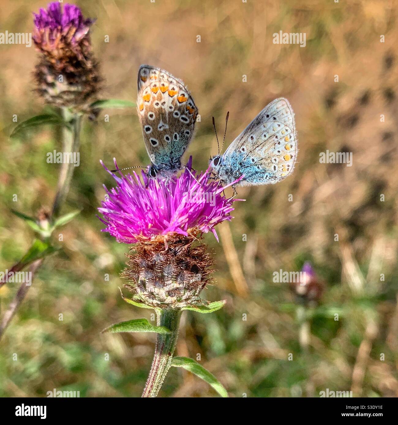 Two Blue Butterflies High Resolution Stock Photography and Images - Alamy