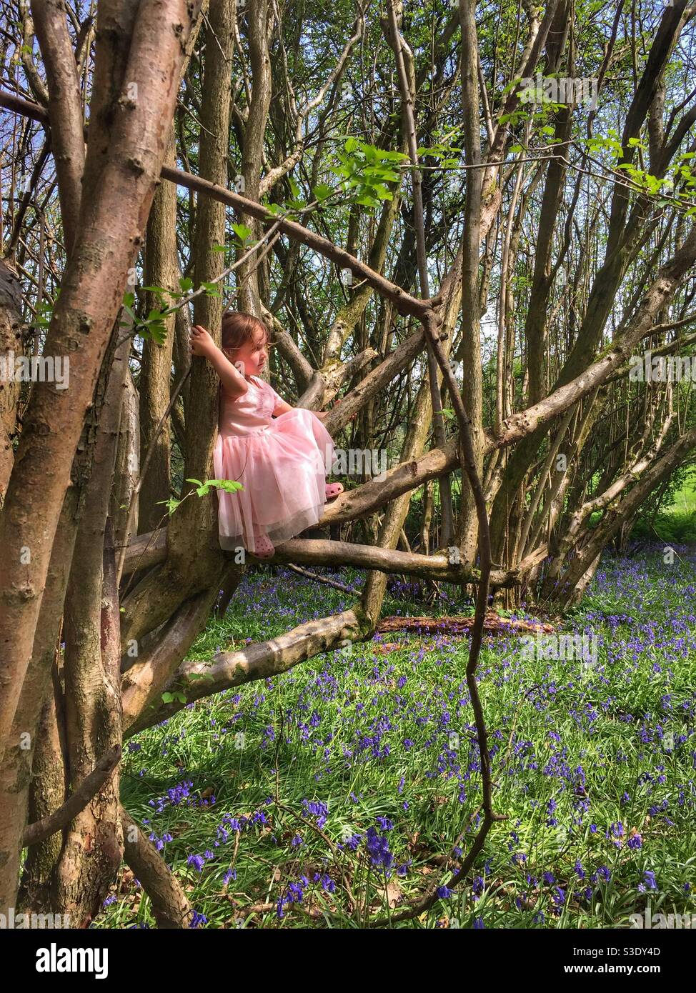 Little girl up a tree in bluebell woods Stock Photo - Alamy