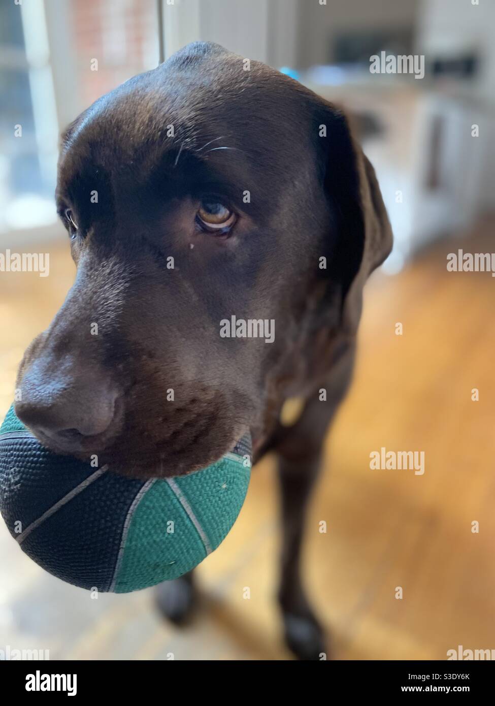Dog eyes labrador hi-res stock photography and images - Alamy