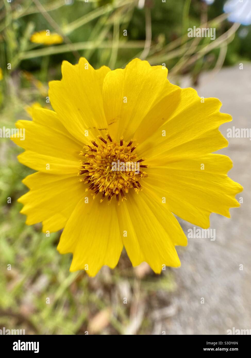 Mellow Flower High Resolution Stock Photography and Images - Alamy