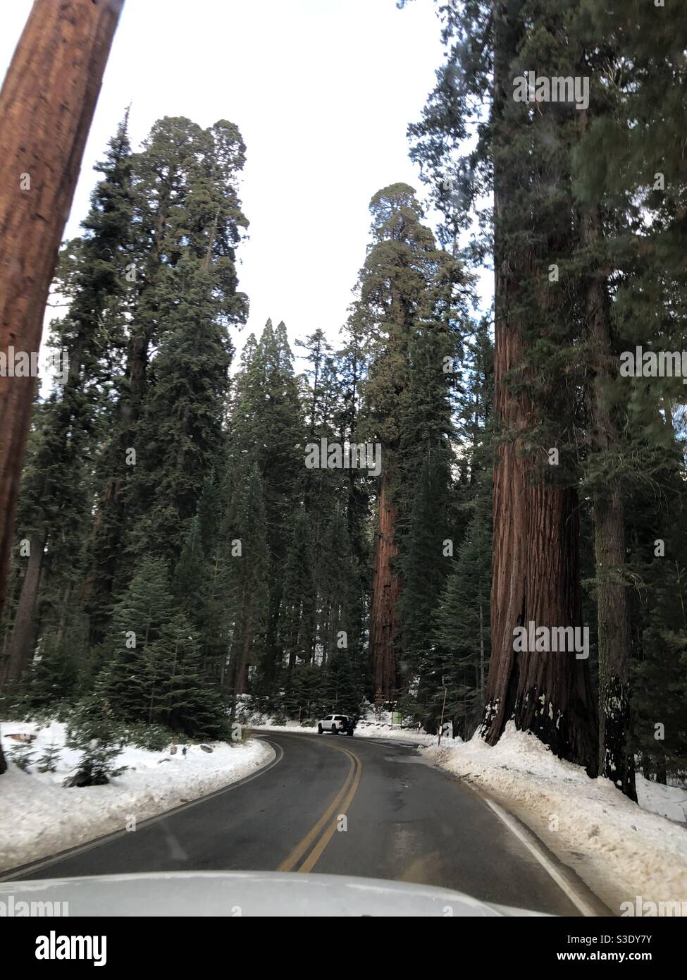 Sequoia canopy hi-res stock photography and images - Alamy