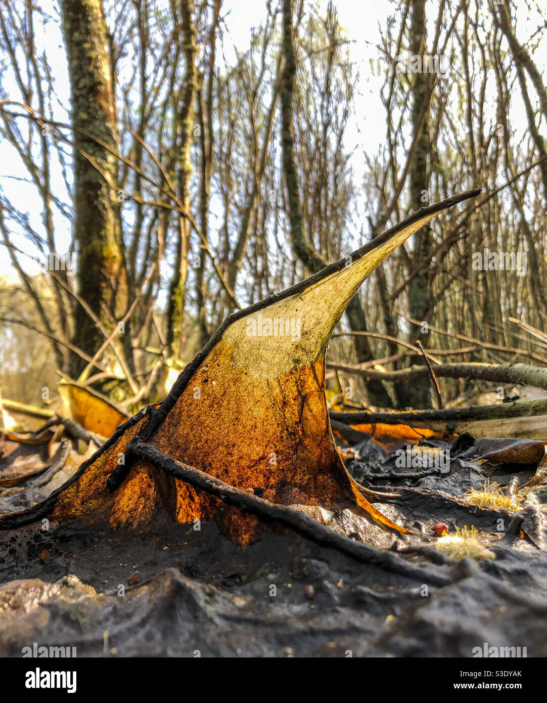 Welcome to swamp life Stock Photo - Alamy