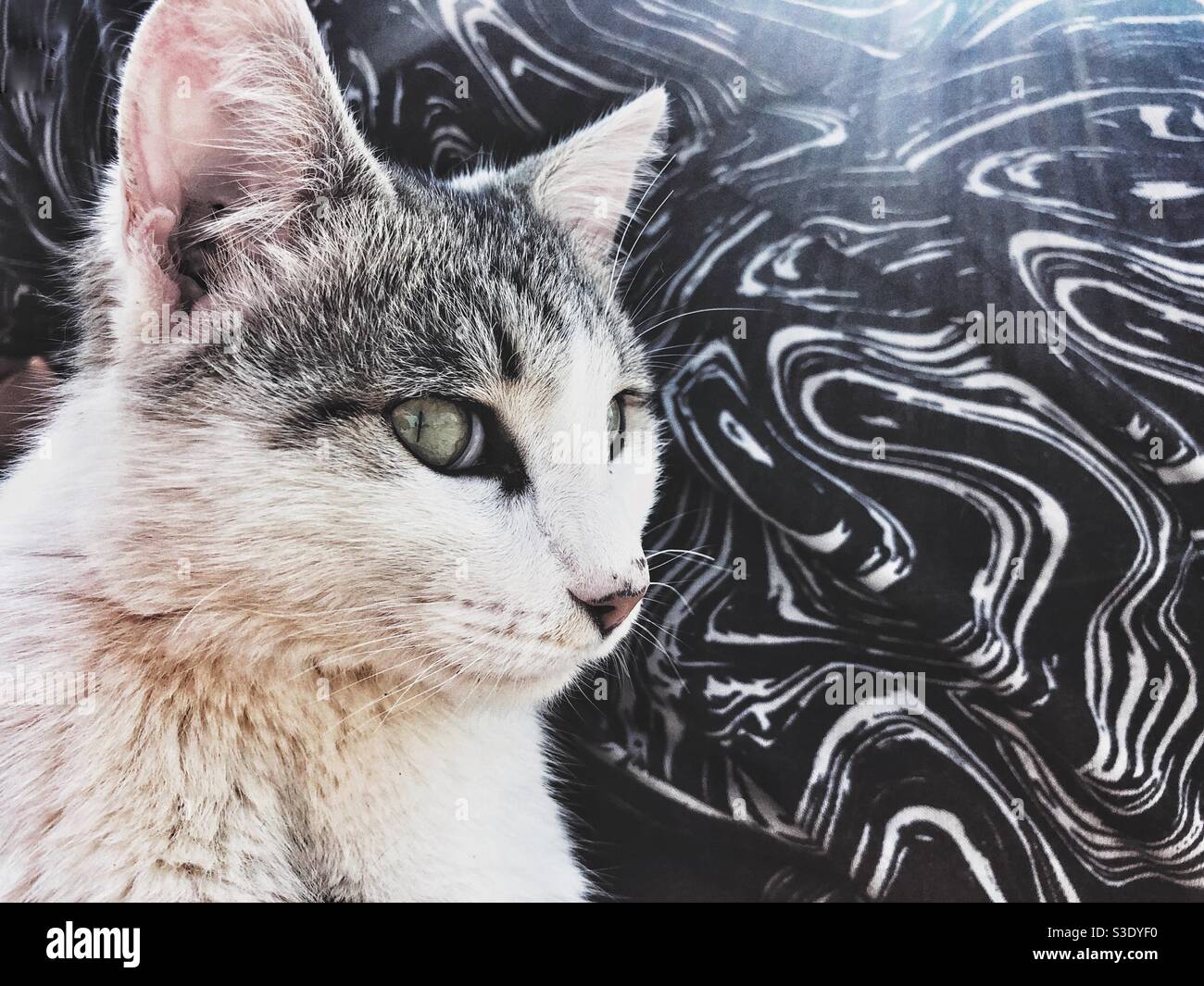 Portrait of a tabby cat Stock Photo - Alamy