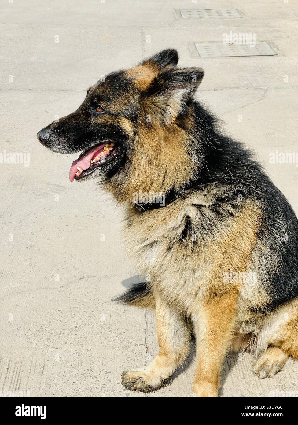Canine security hi-res stock photography and images - Alamy