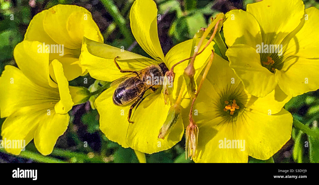 Bee and Bermuda buttercup Stock Photo - Alamy