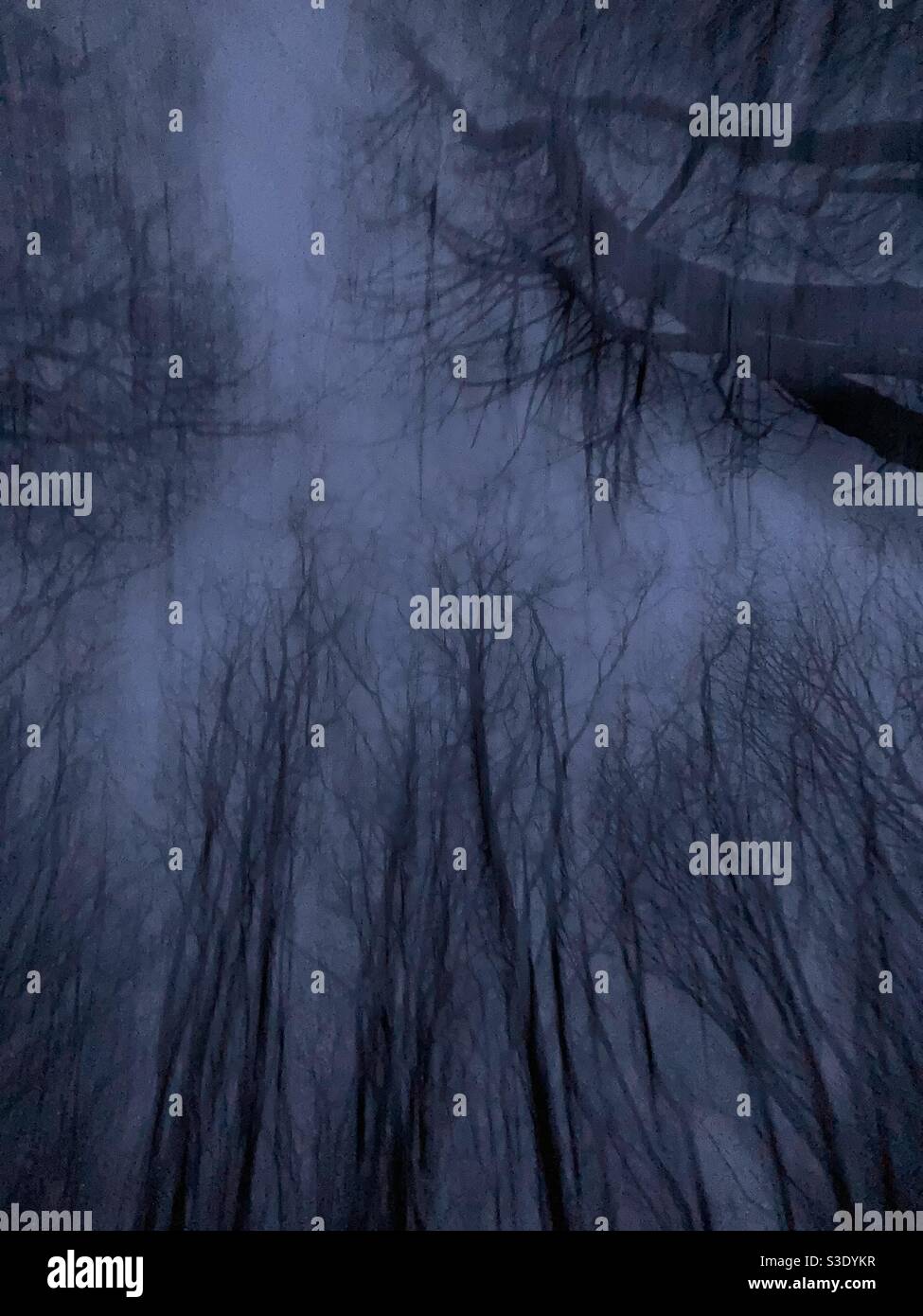 Misty trees hi-res stock photography and images - Alamy