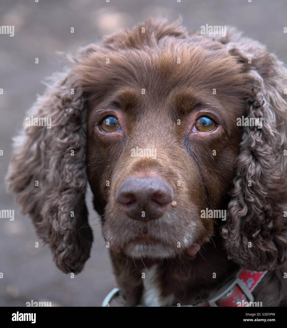 Sprocker hi-res stock photography and images - Alamy