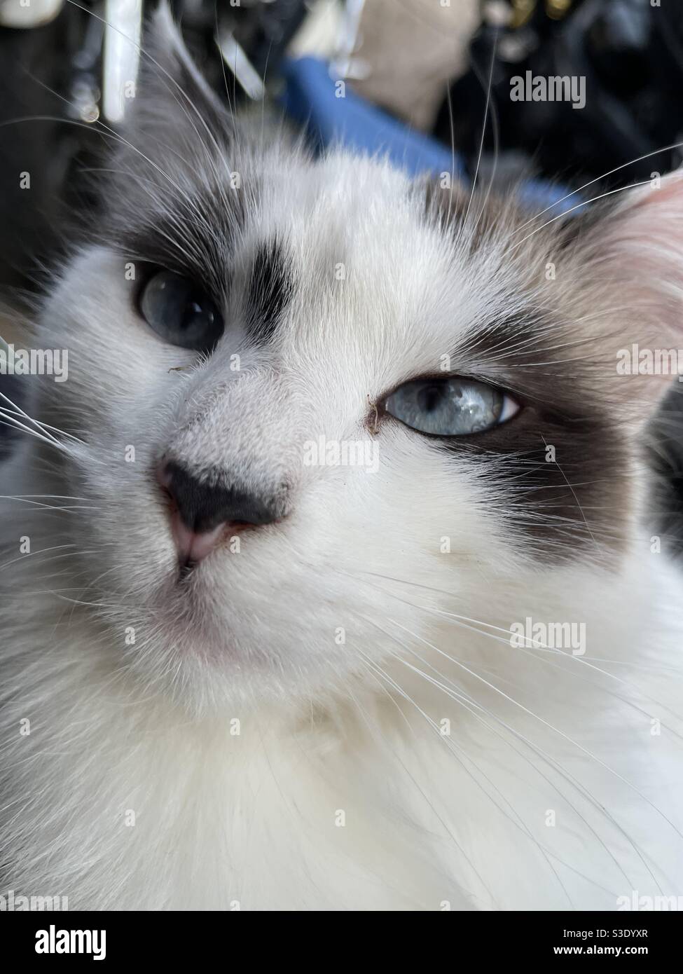 Hello kitty cat hi-res stock photography and images - Alamy