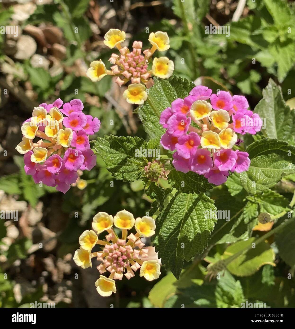 Cosmo flower hi-res stock photography and images - Alamy