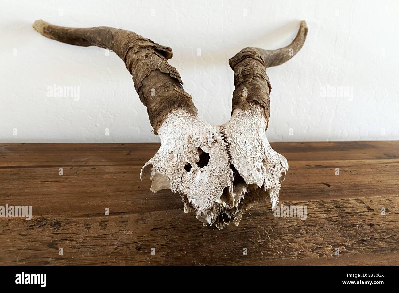 Goat skull hi-res stock photography and images - Alamy