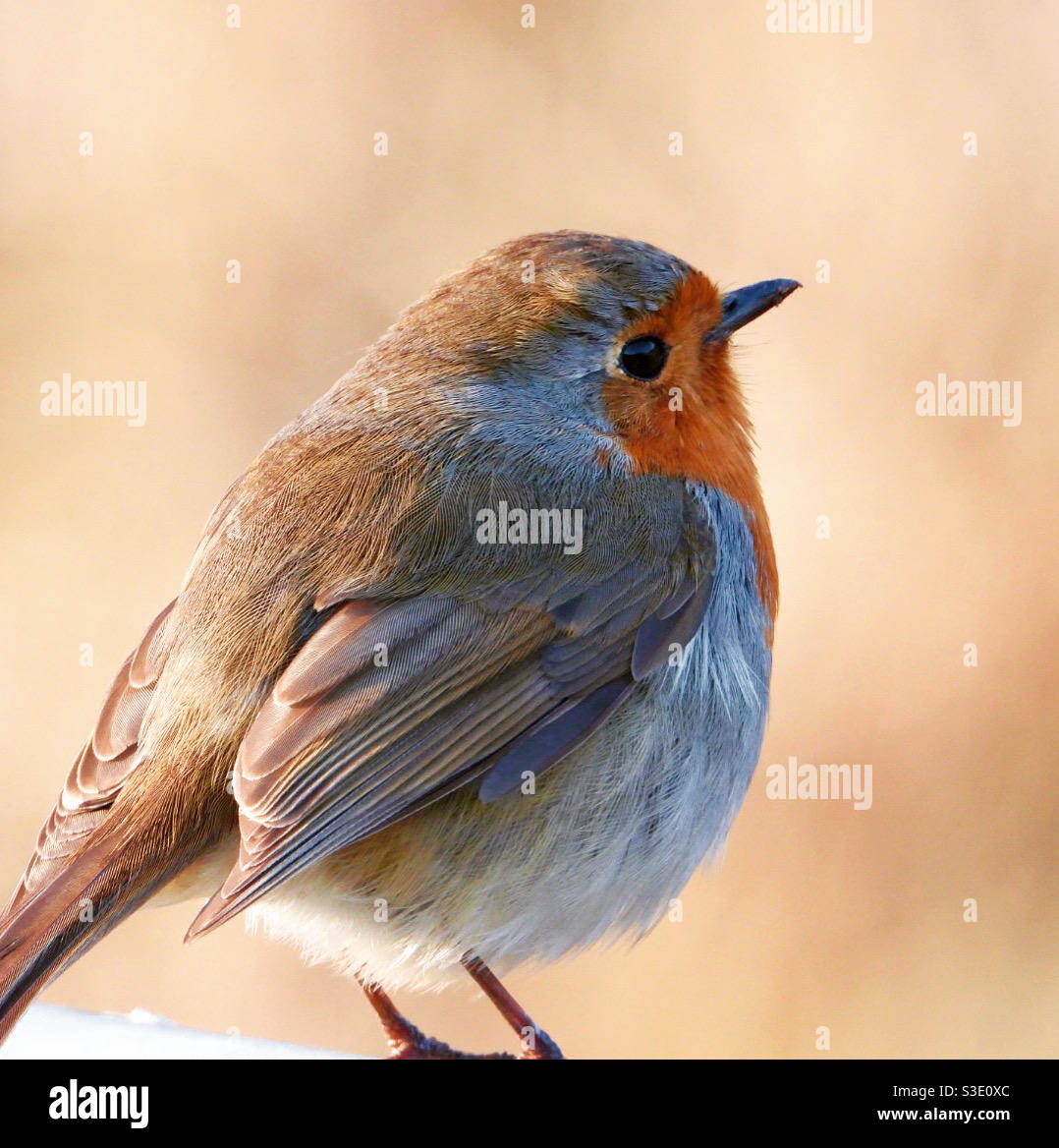 Small bird named Robin,taken on a casual walk trough our little town ...