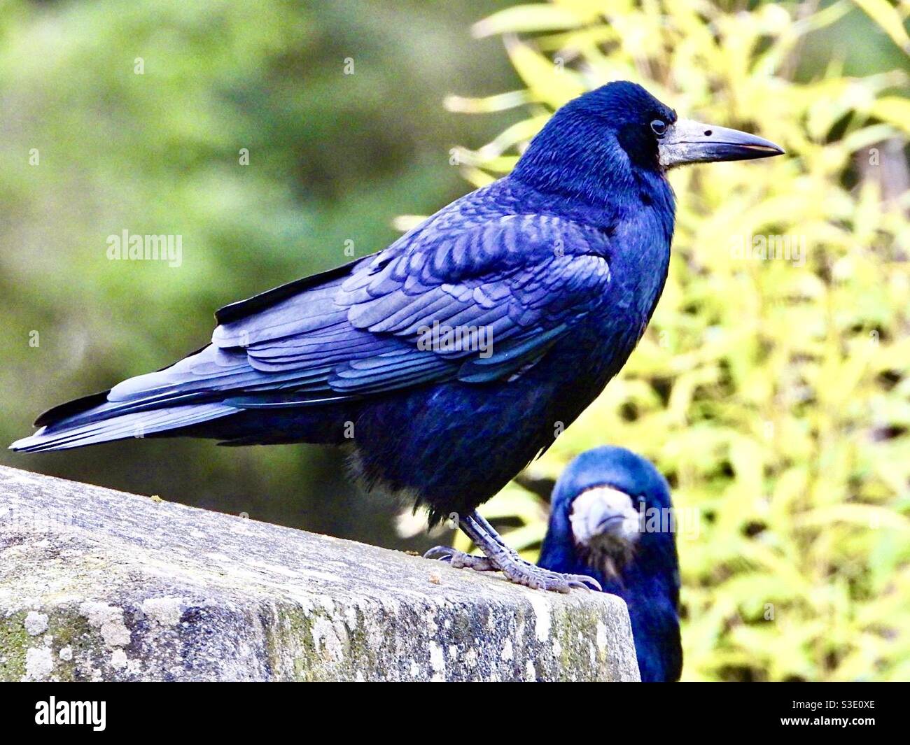 Queen of the birds hi-res stock photography and images - Alamy