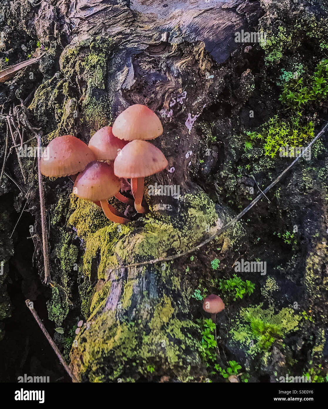 Moss bell mushrooms hi-res stock photography and images - Alamy