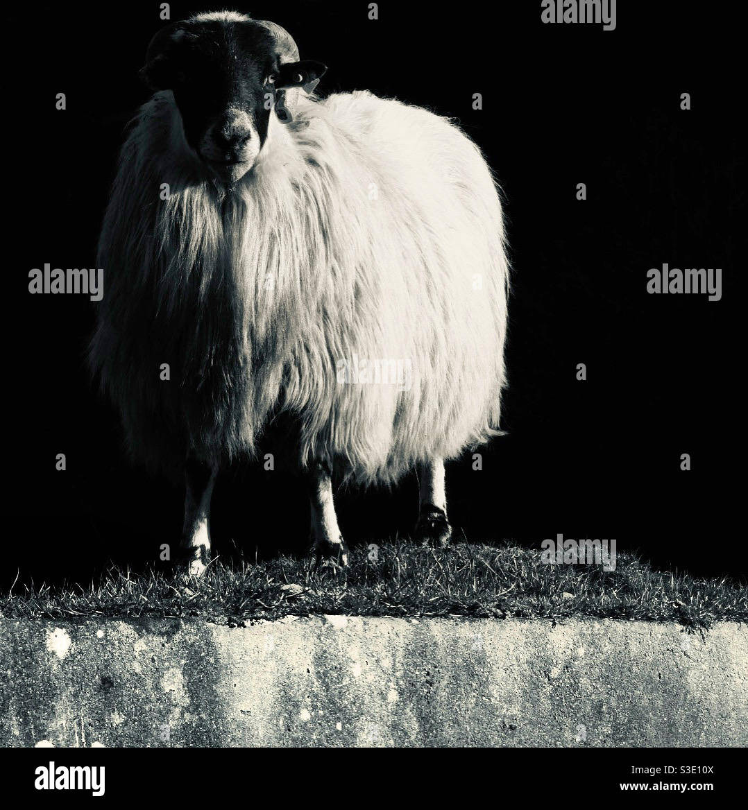 A white ram in black world,waiting to get color marked,Kings Yard ...