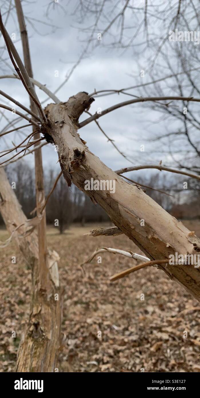 Highland branch hi-res stock photography and images - Alamy