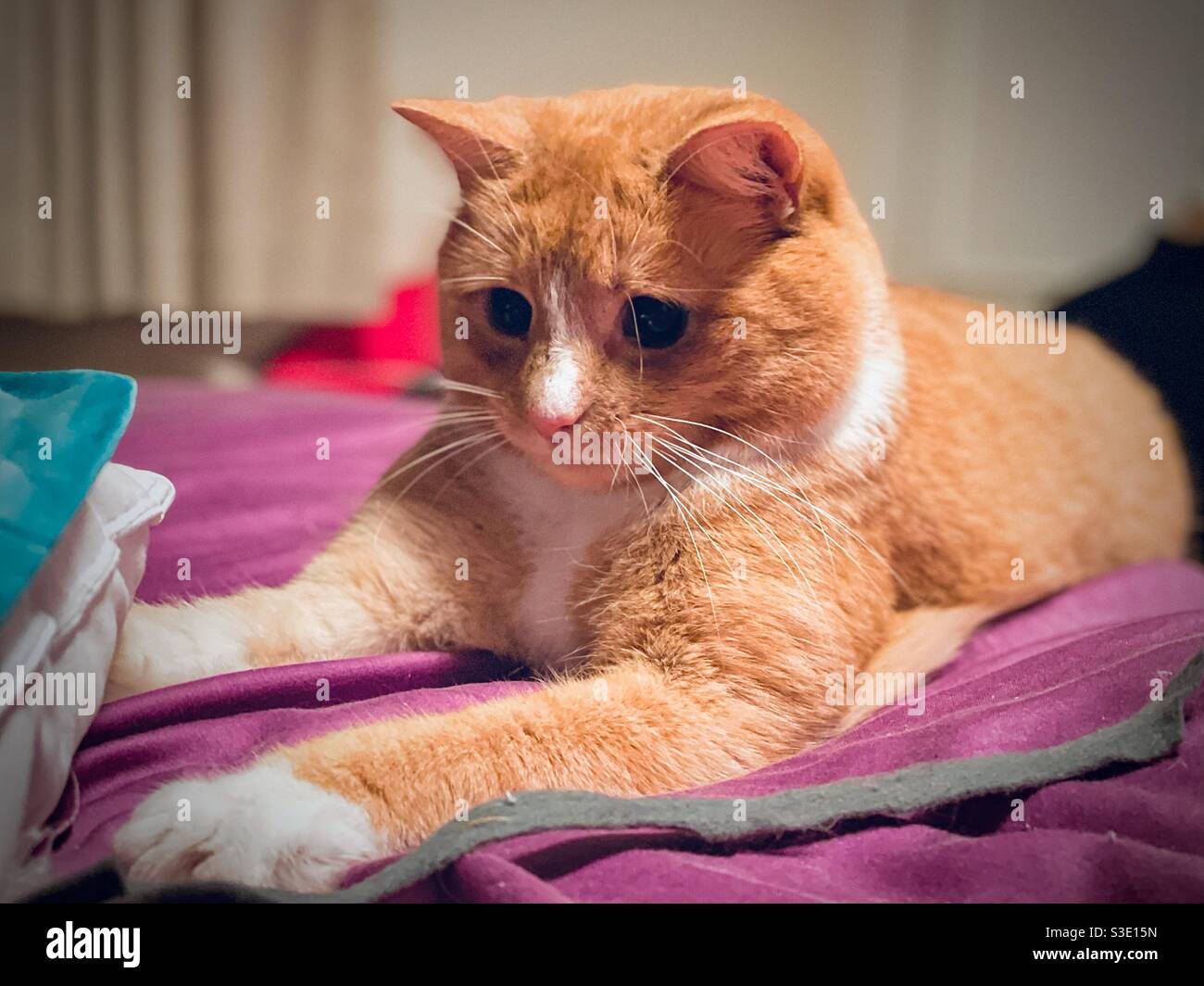 Cat focused on playing with string Stock Photo - Alamy
