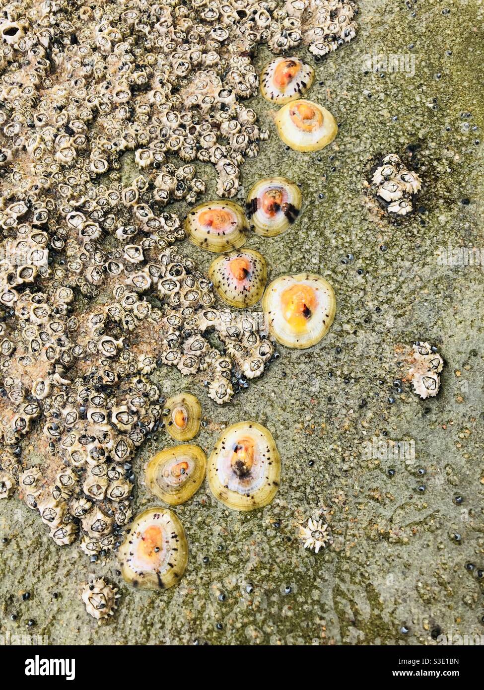 Shells africa hi-res stock photography and images - Alamy