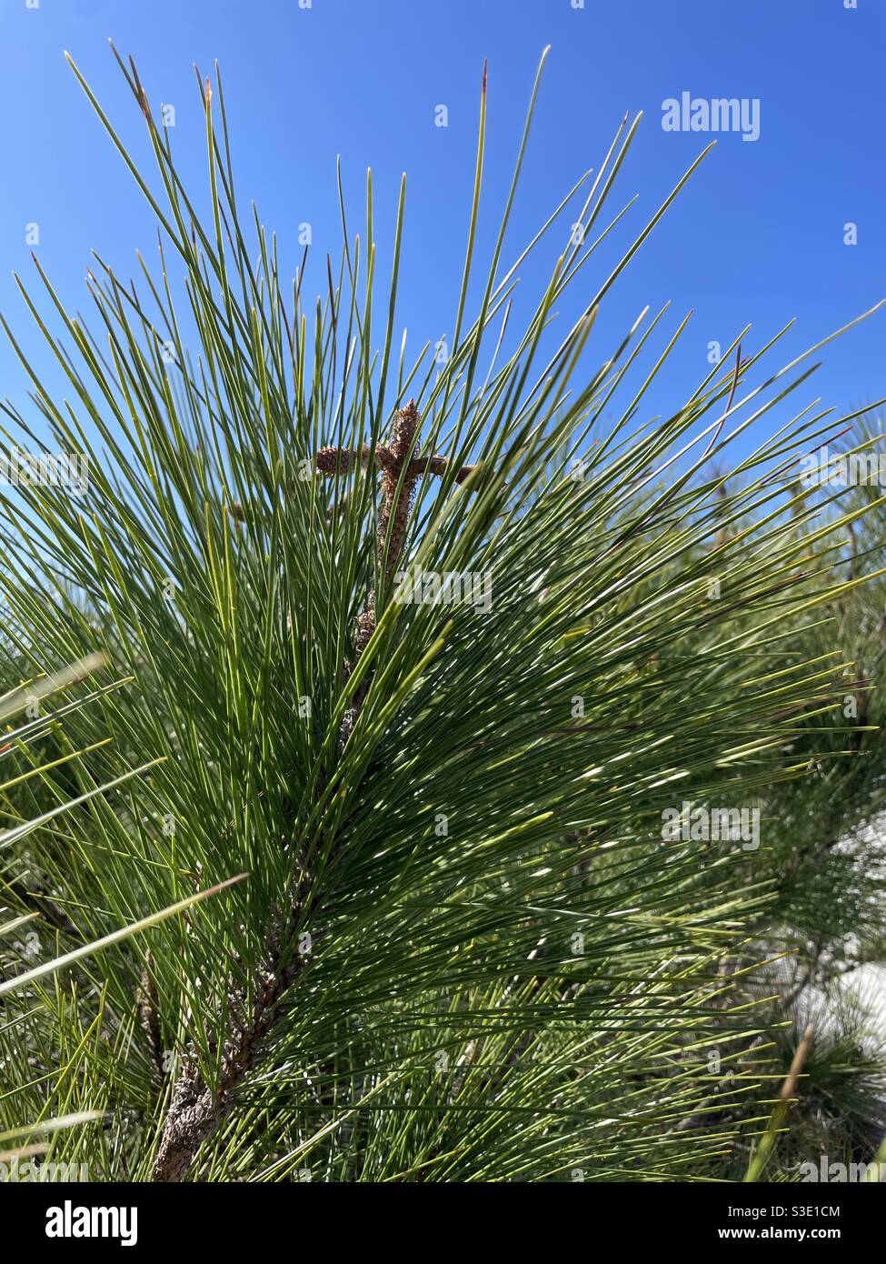 Pine tree leaf and bloom that is the shape of a cross Stock Photo - Alamy