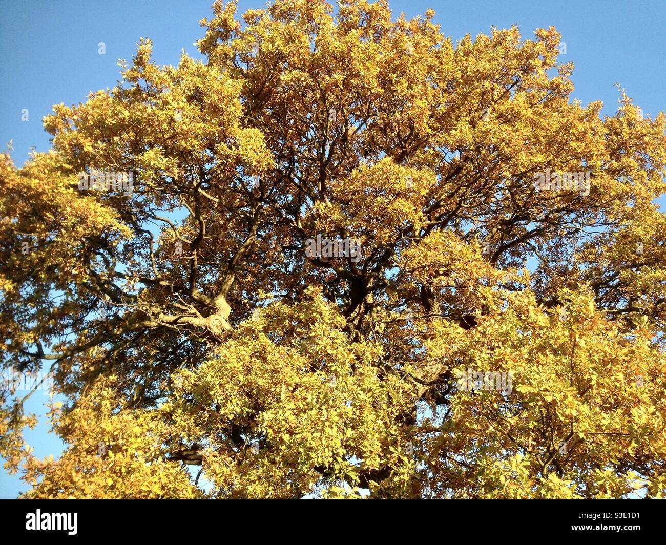 Tree in bloom Stock Photo - Alamy