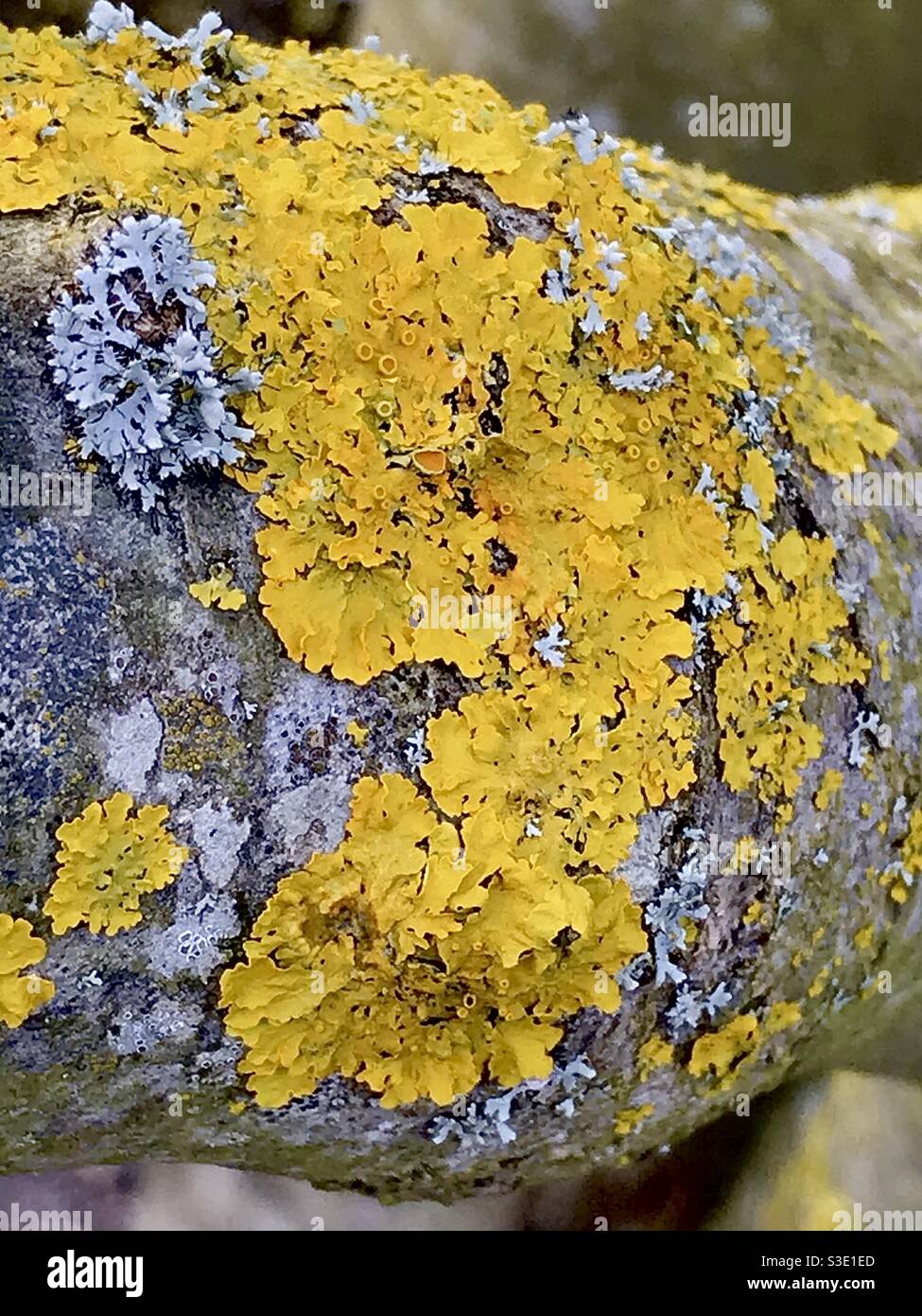 Lichen on a tree Stock Photo - Alamy