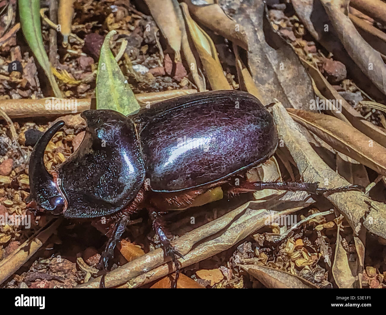 Rhino bugs hi-res stock photography and images - Alamy