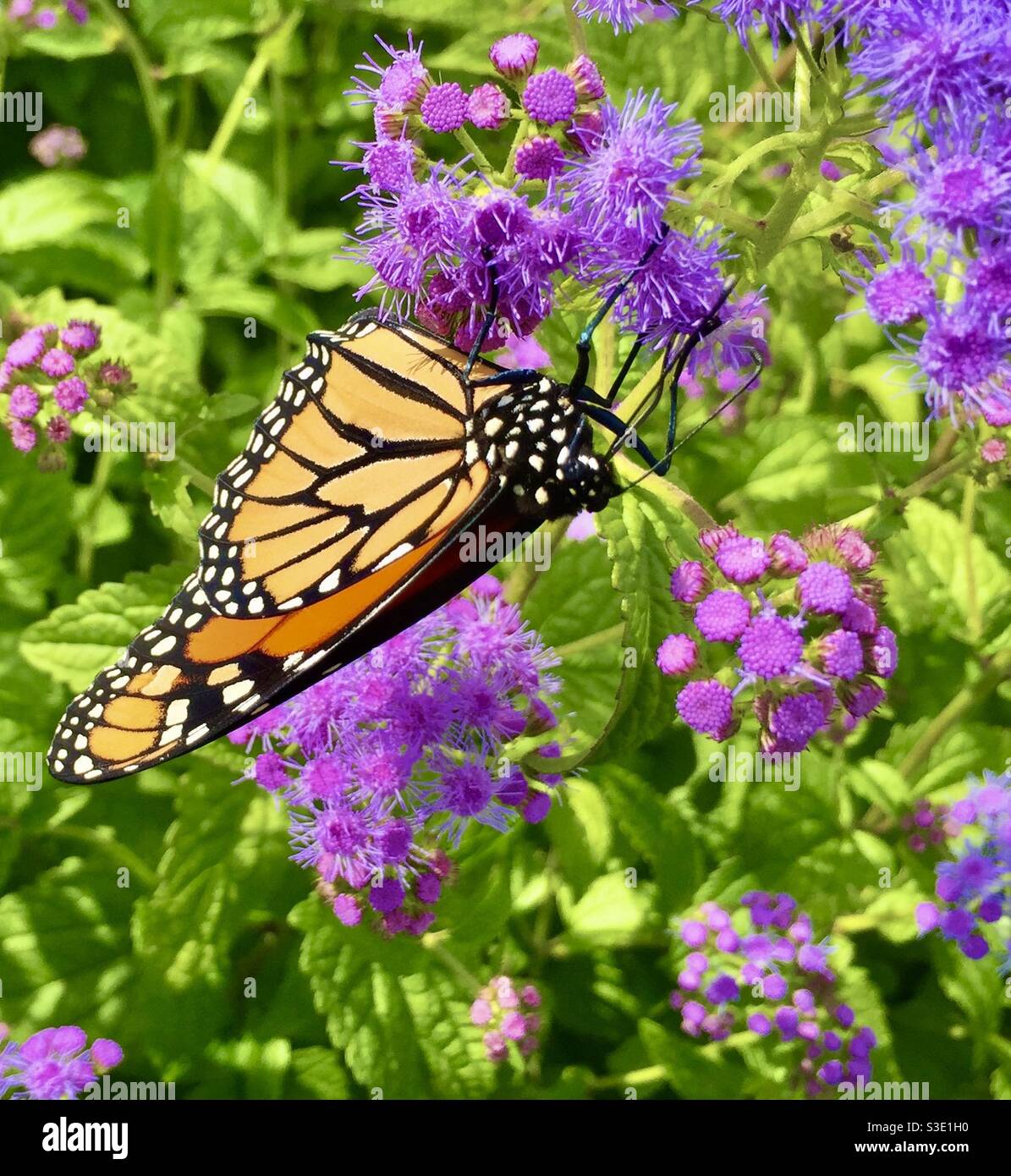 Monarch butterfly on purple flower Stock Photo - Alamy