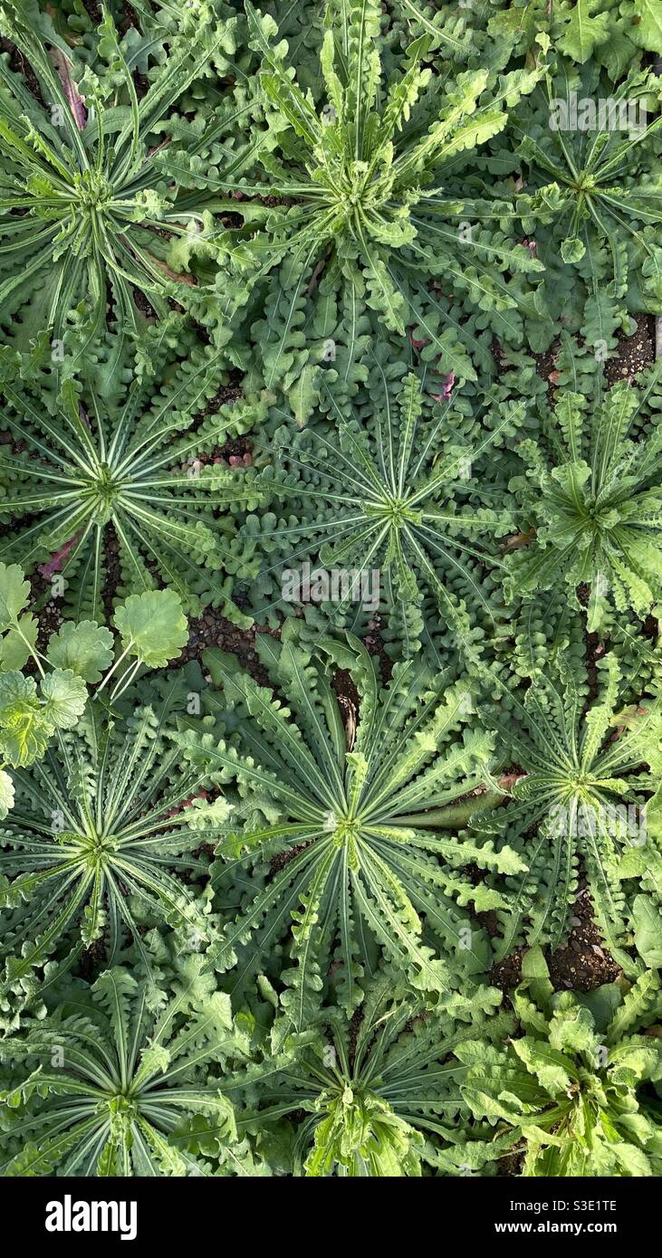 Overhead plant background Stock Photo - Alamy