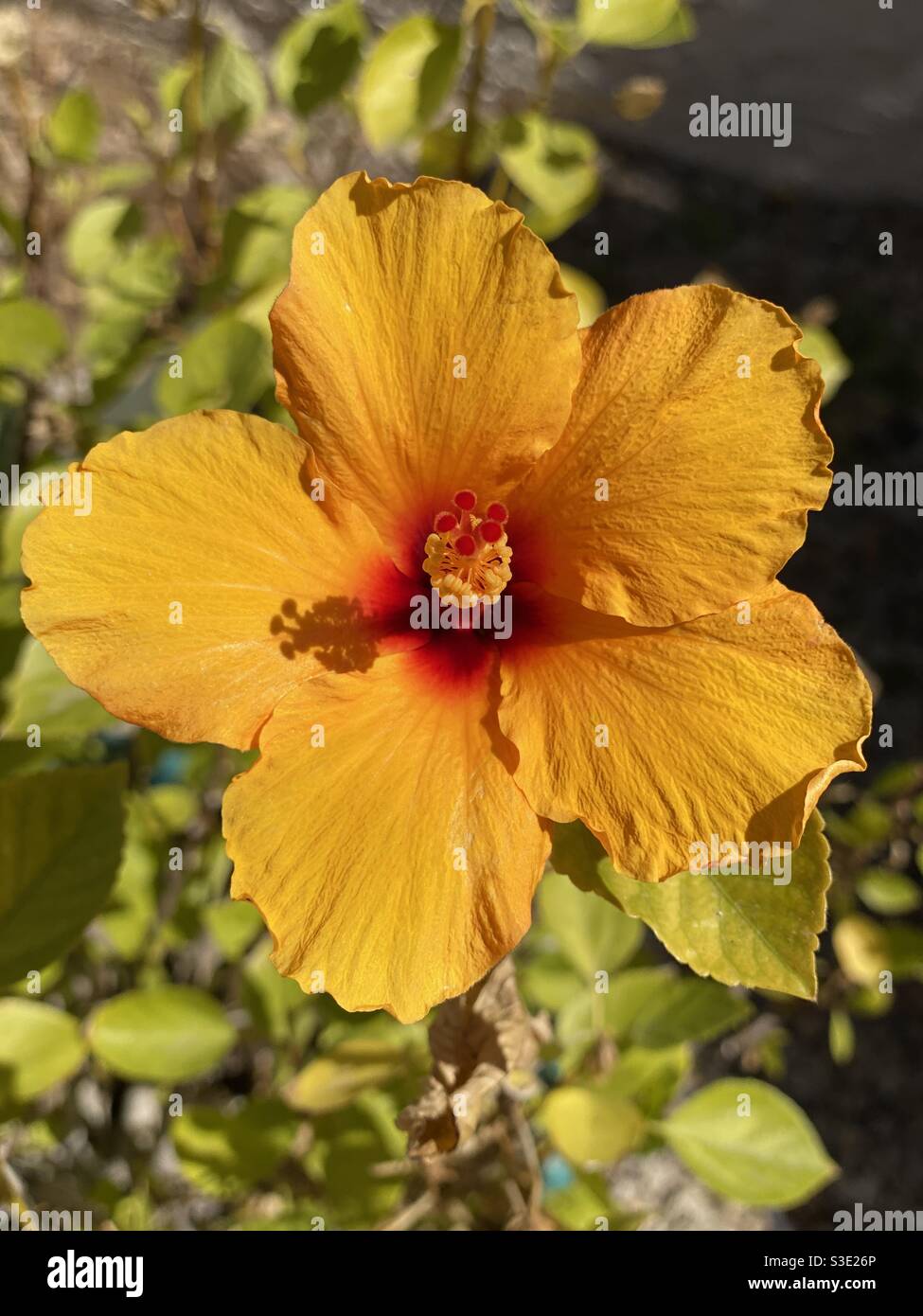 Sun glow flower hi-res stock photography and images - Alamy