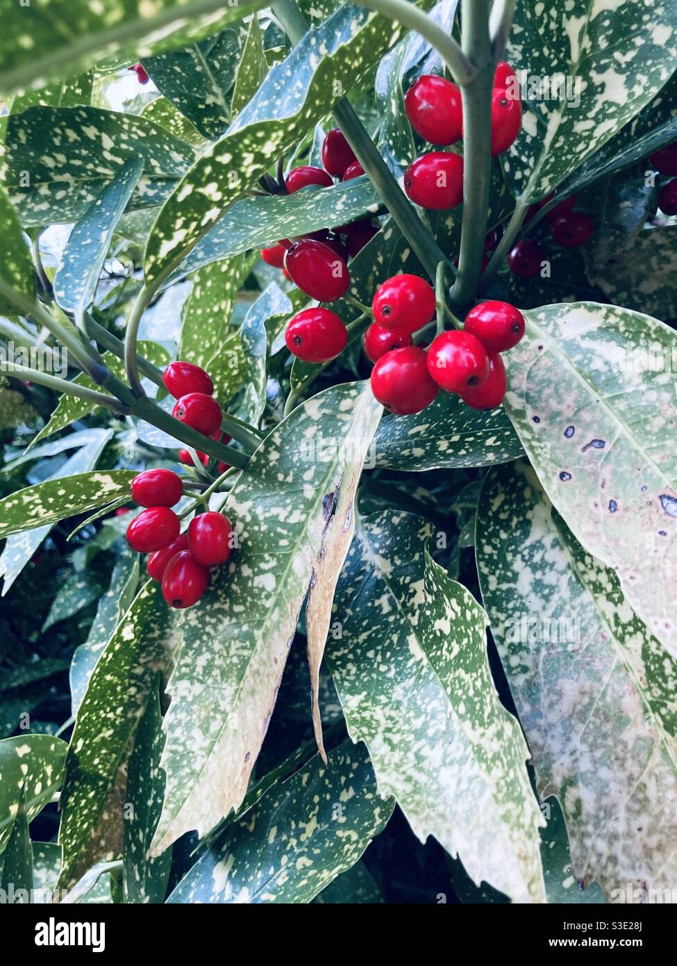 Variegated spotted laurel hi-res stock photography and images - Alamy