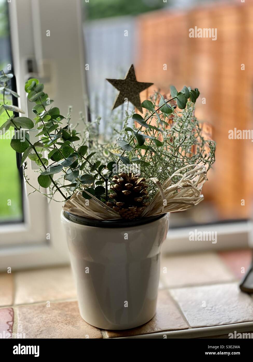 Starry plant hi-res stock photography and images - Alamy