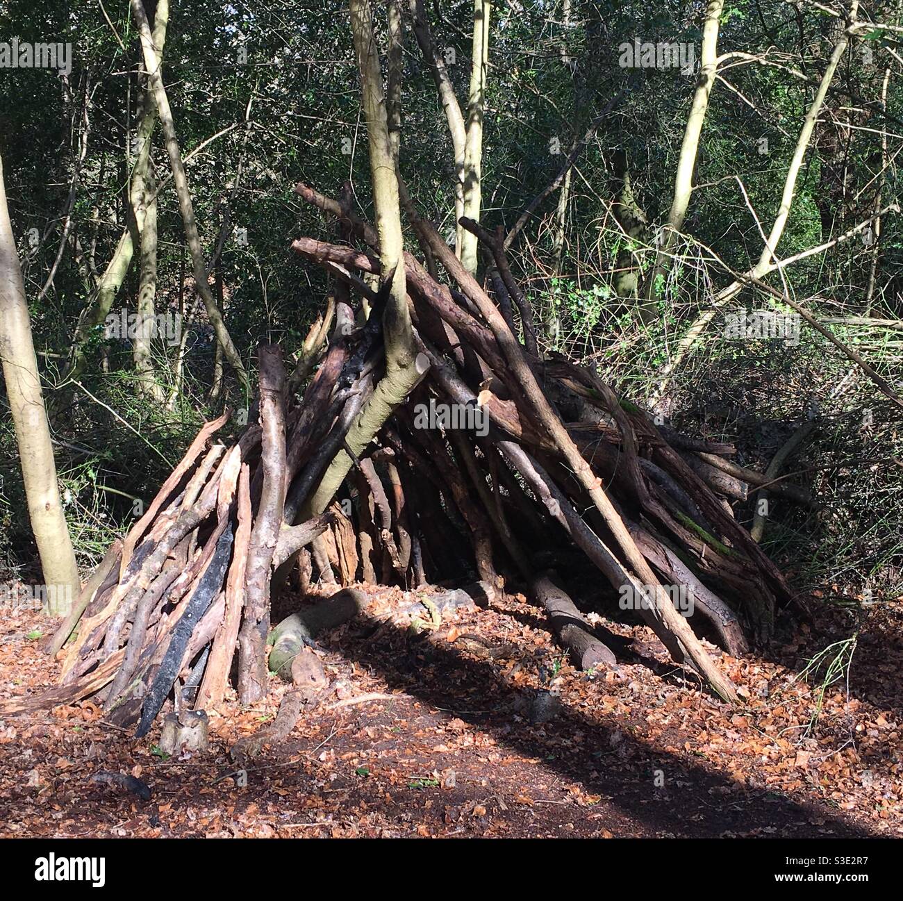 Den built from branches in woodland Stock Photo - Alamy
