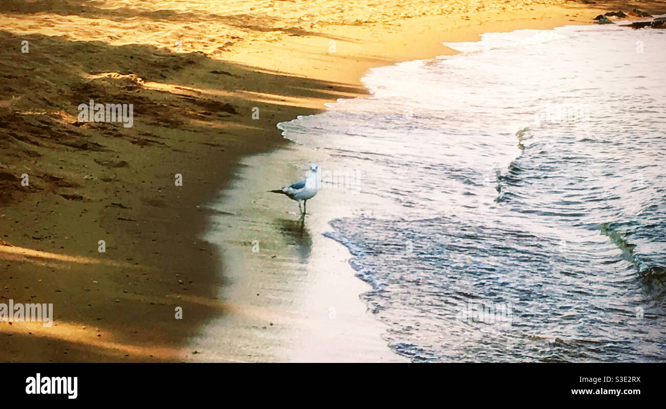 Bird walking hi-res stock photography and images - Alamy