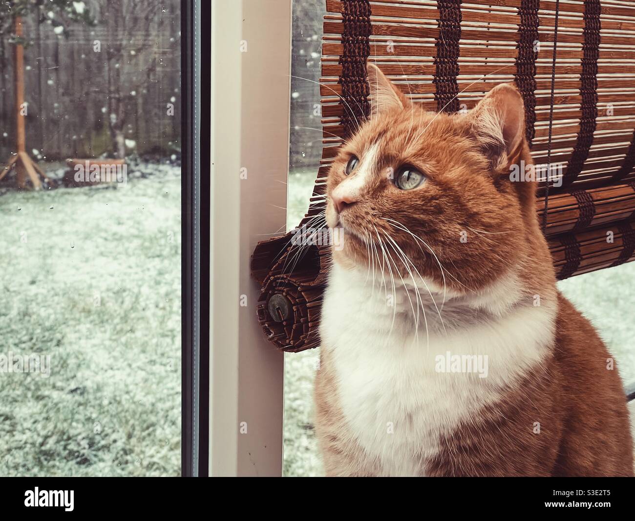 Ginger cat looking out window at falling snow Stock Photo - Alamy