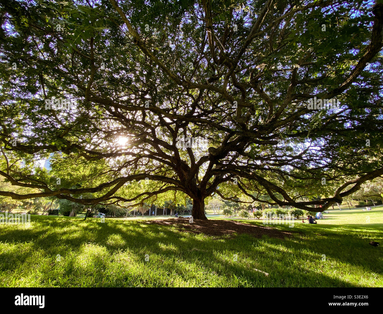Public park tree hi-res stock photography and images - Alamy