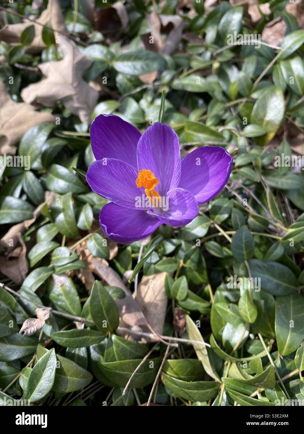 One crocus hi-res stock photography and images - Alamy