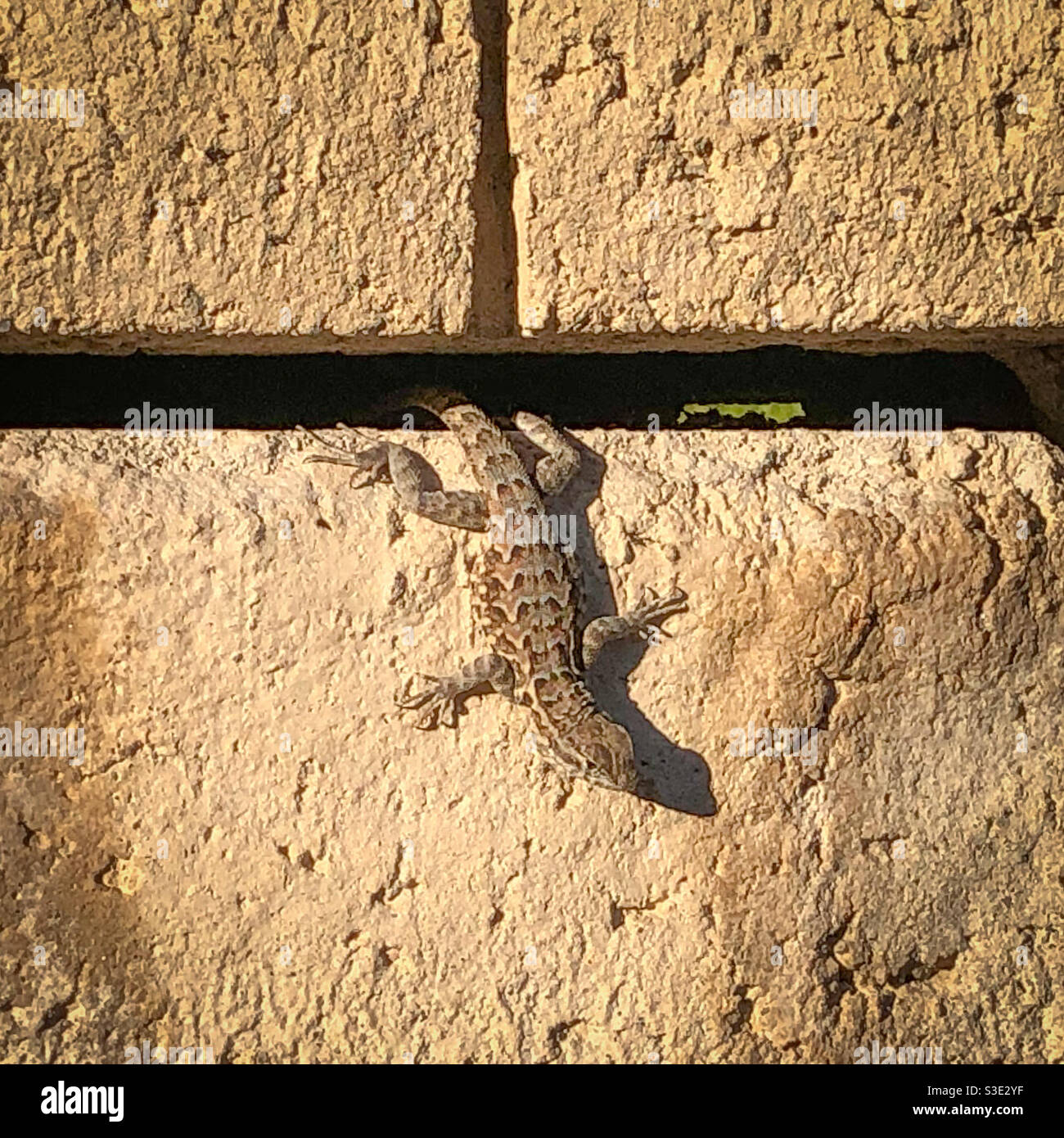 Reptiles on a wall hi-res stock photography and images - Alamy