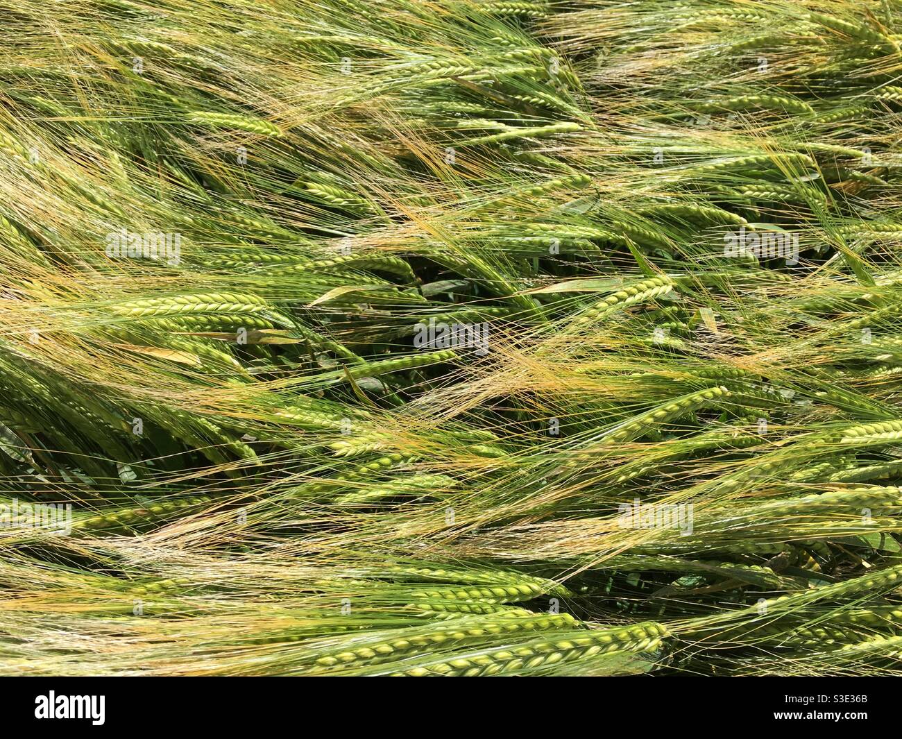 Barley in June Stock Photo - Alamy