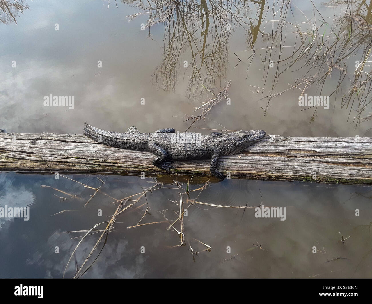 Aerial alligator hi-res stock photography and images - Alamy