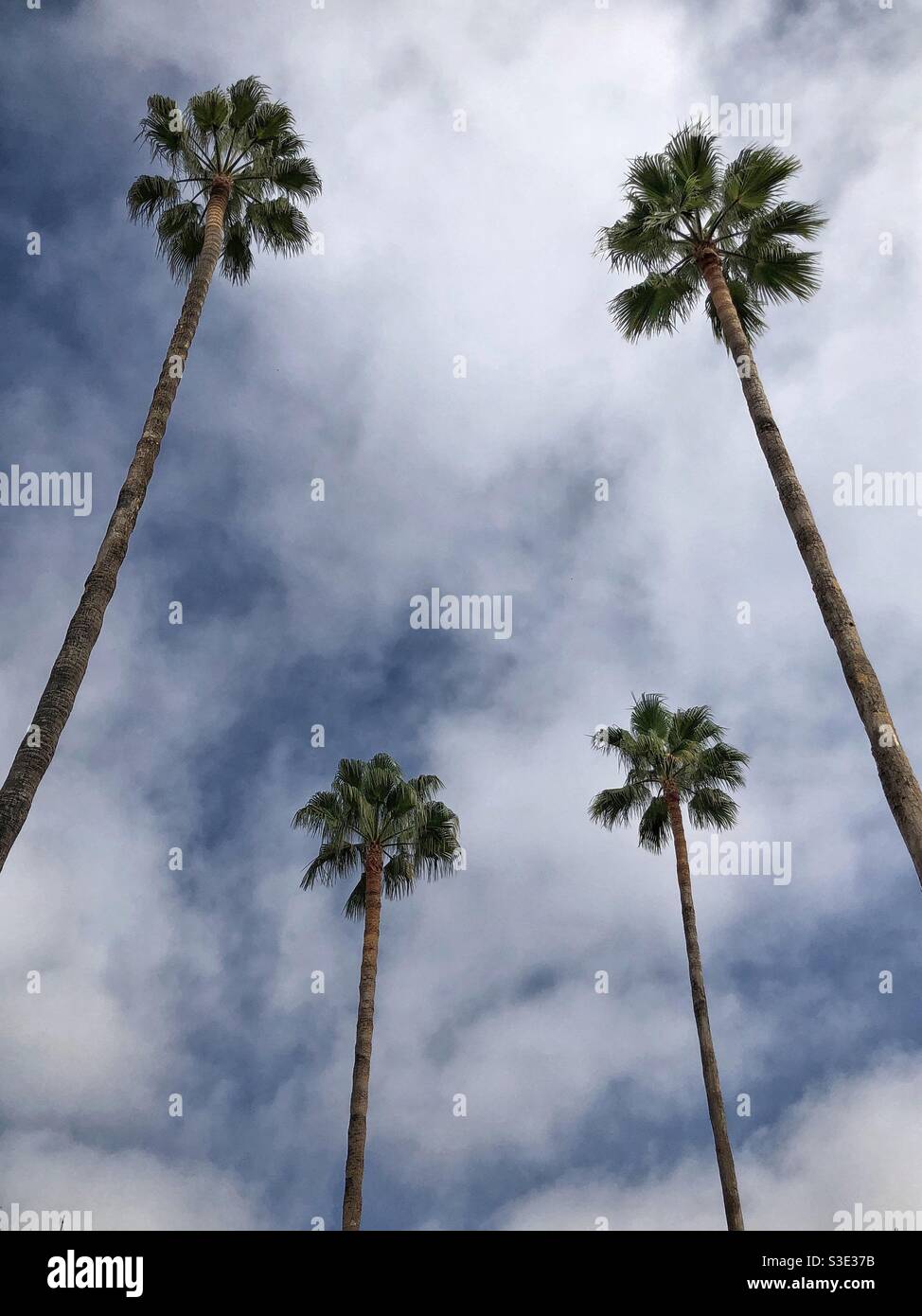 Palm trees four hi-res stock photography and images - Alamy