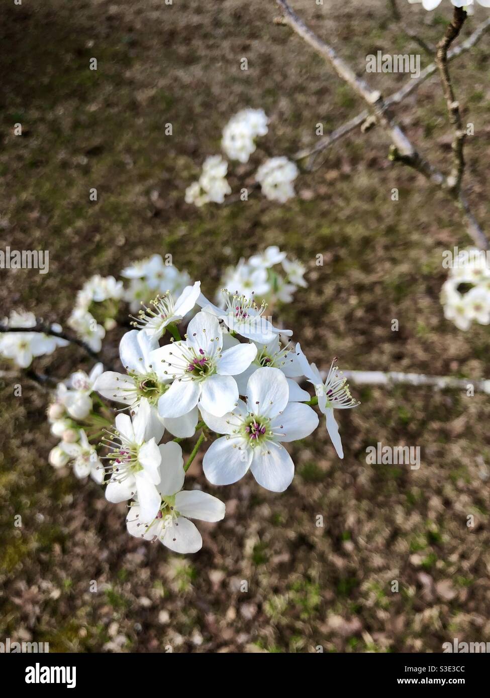 Blooming bradford pear tree hi-res stock photography and images - Alamy